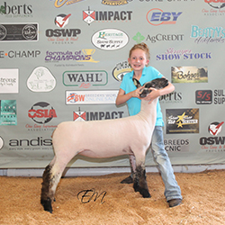 Golden Key LEAD Show | Ohio Sheep Improvement Association