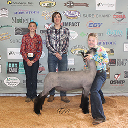 Golden Key LEAD Show | Ohio Sheep Improvement Association