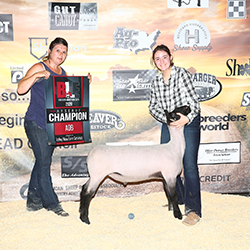 Buckeye Livestock Expo | Ohio Sheep Improvement Association